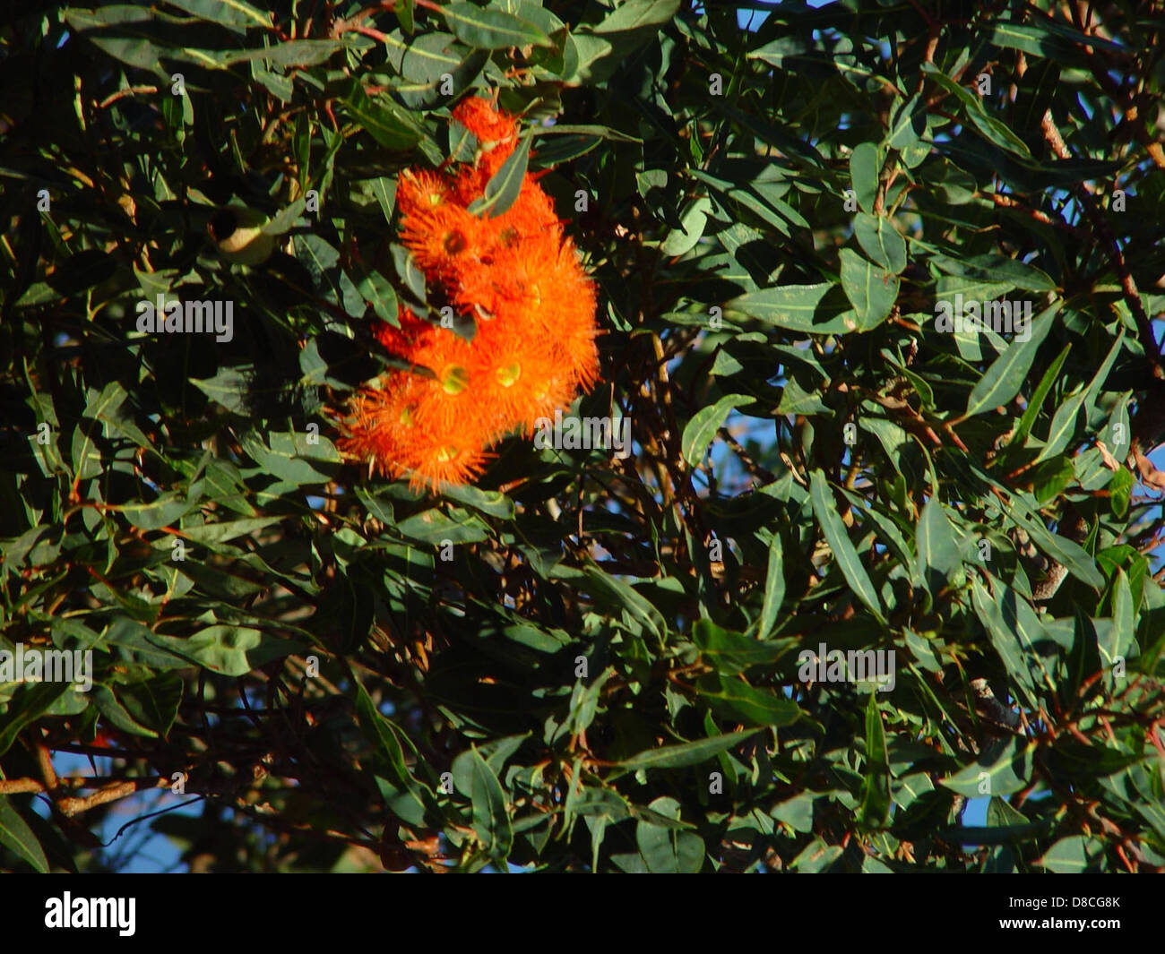 A bright orange gum blossom in full bloom. Known for their vibrant ...