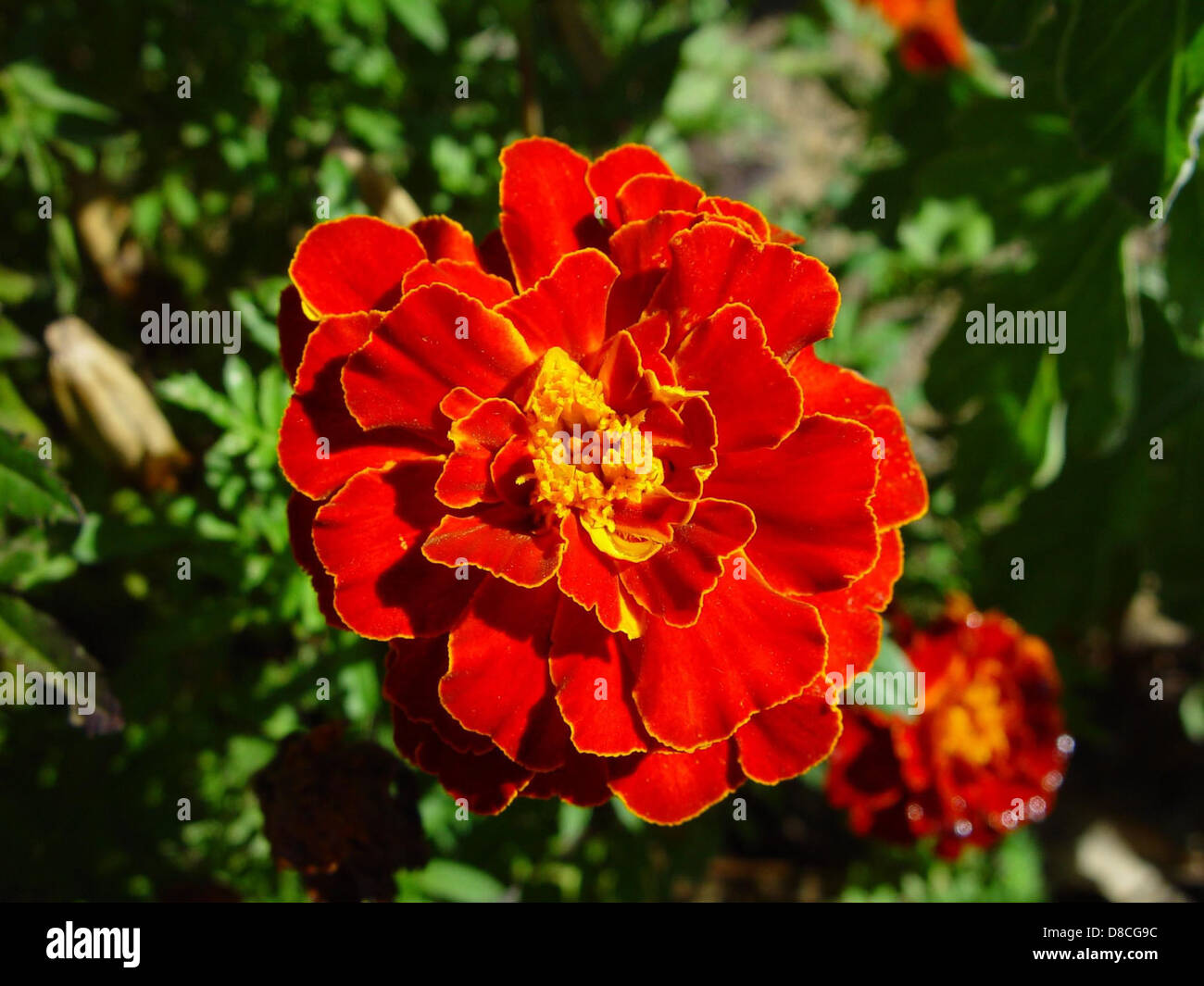 A bright red marigold flower in full bloom in Clarkson, Western ...