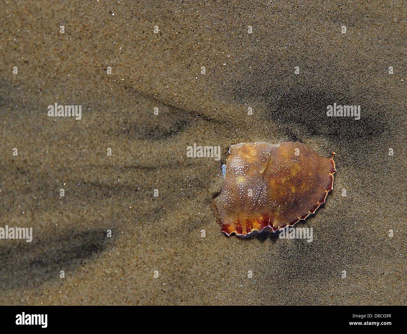 A broken crab shell resting on the sand of Silver Strand Beach in ...