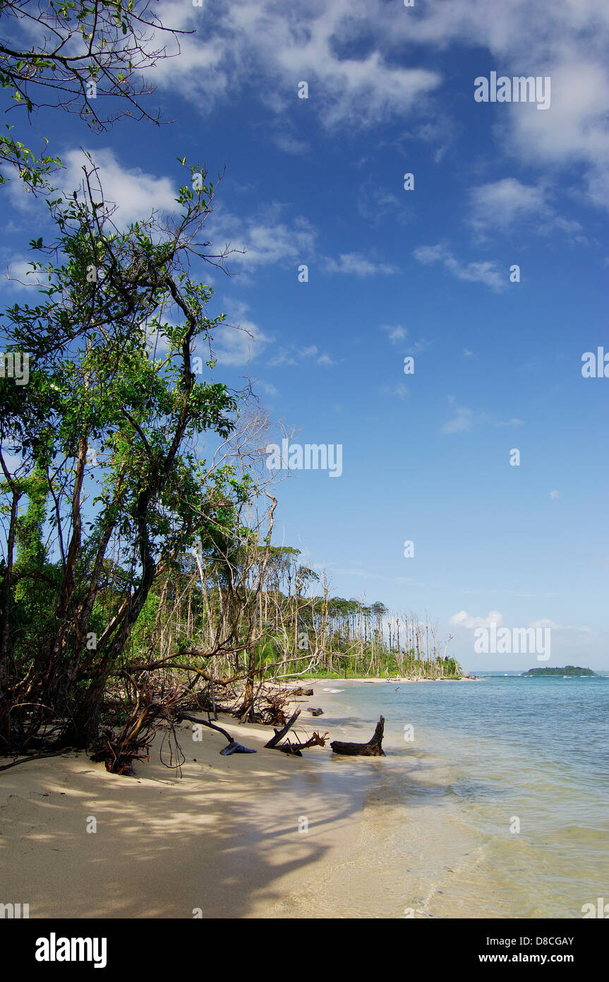 Forest in tropical beach Stock Photo - Alamy