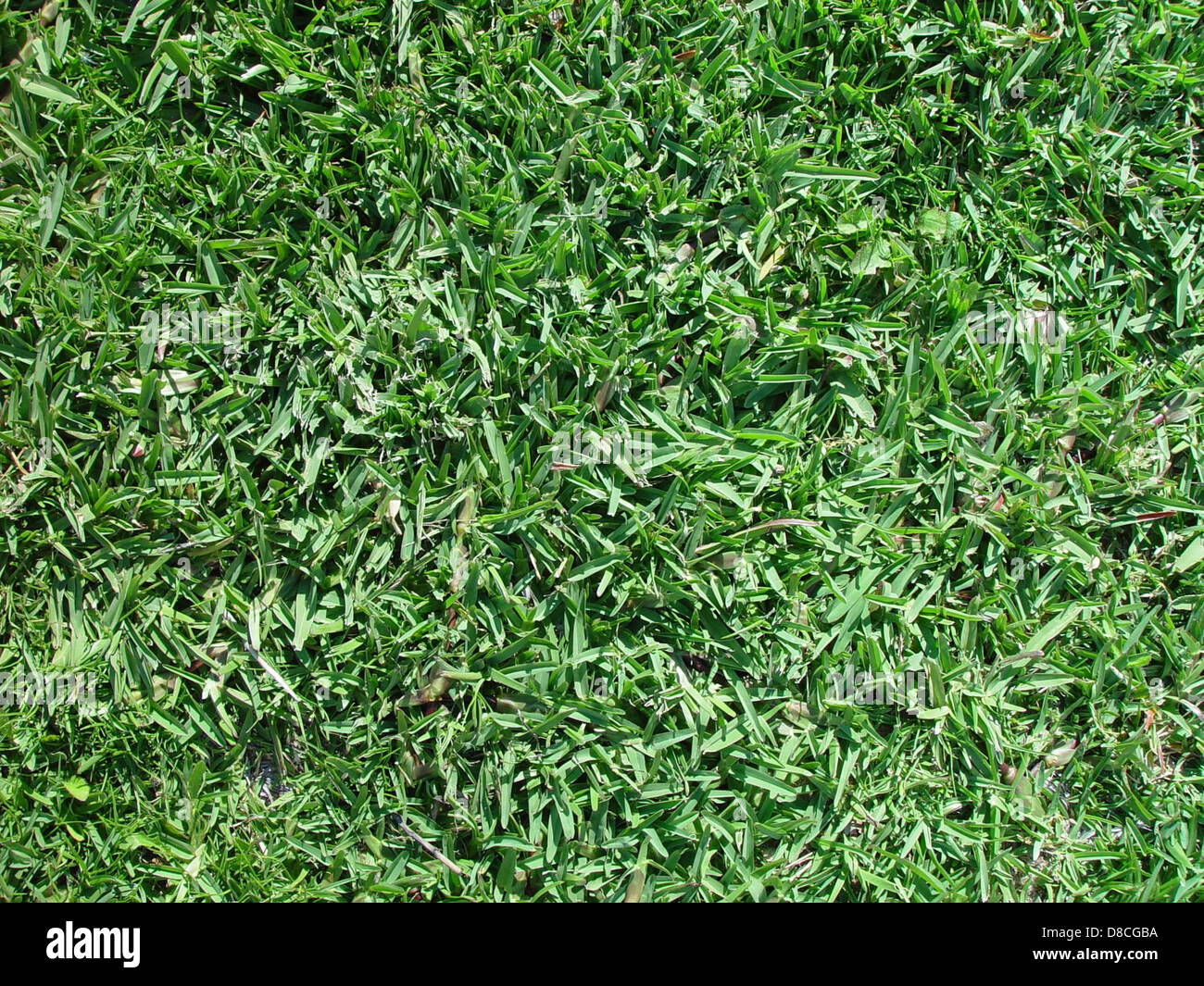 Buffalo grass texture is displayed close-up, showcasing its fine, soft ...
