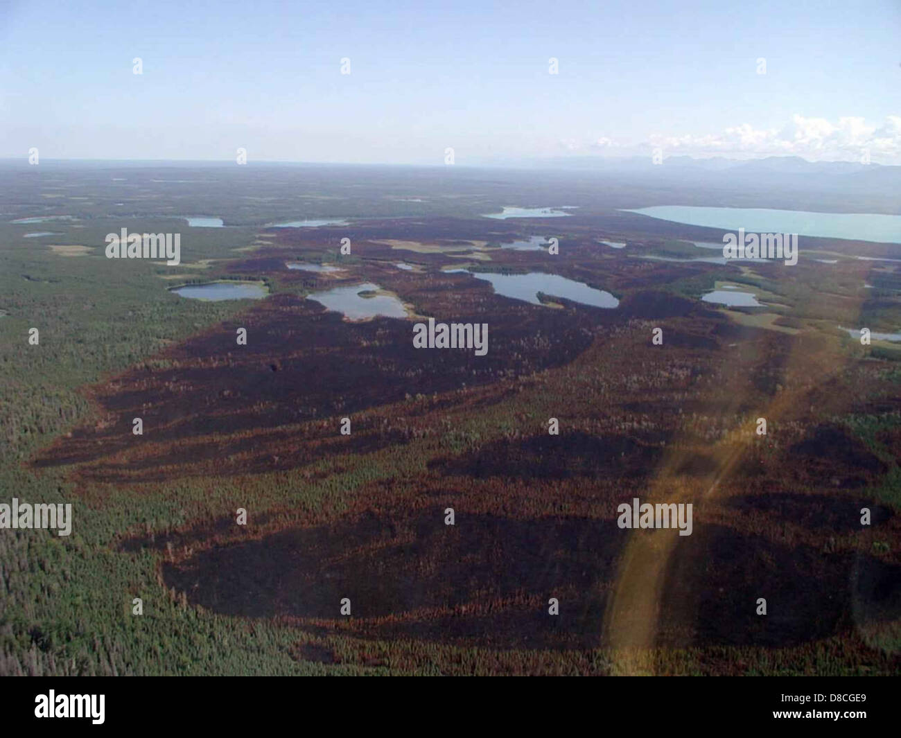 A burned area after a wildfire is captured, showing charred vegetation ...