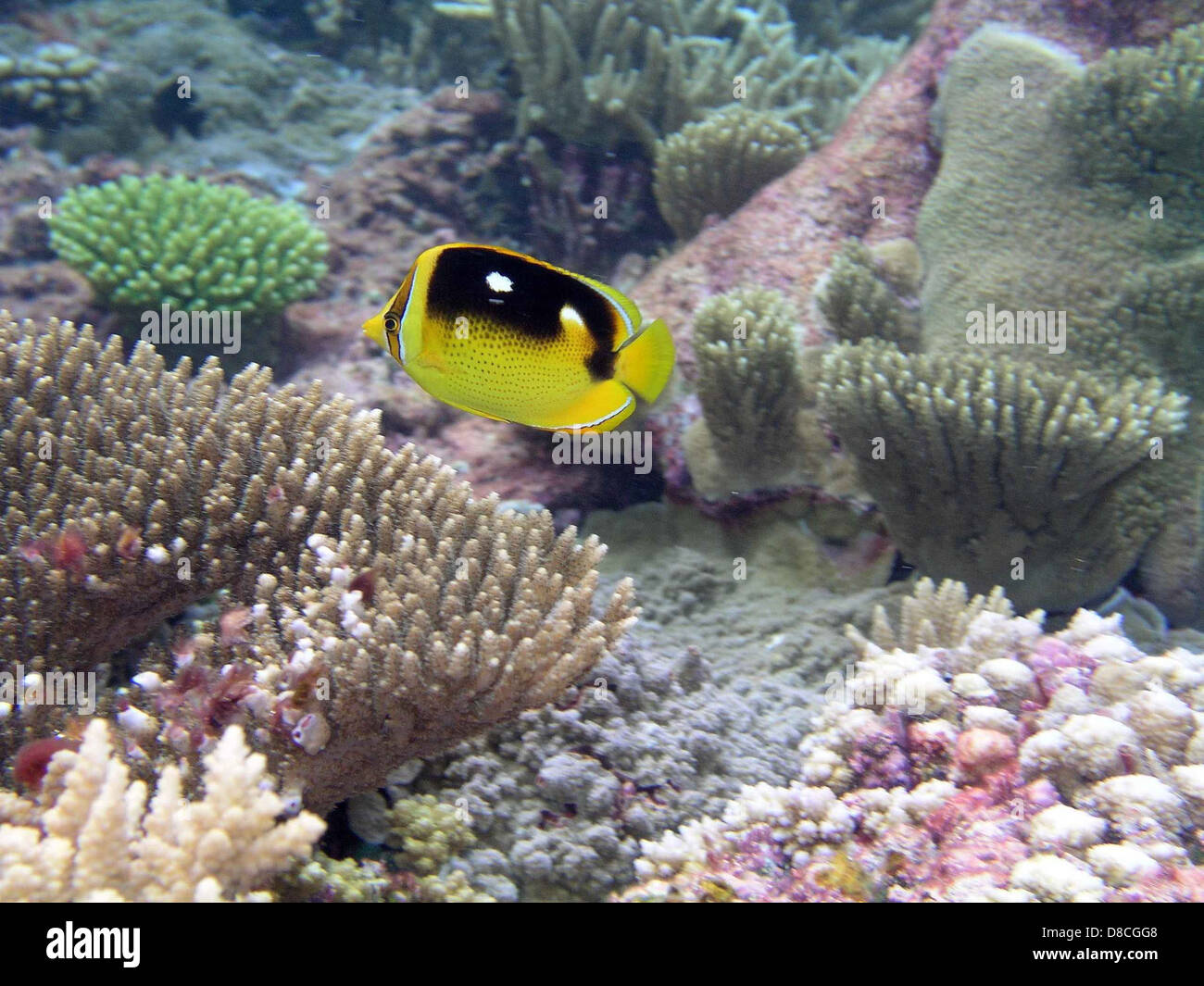 A vibrant butterfly fish is seen swimming among the coral, showcasing ...