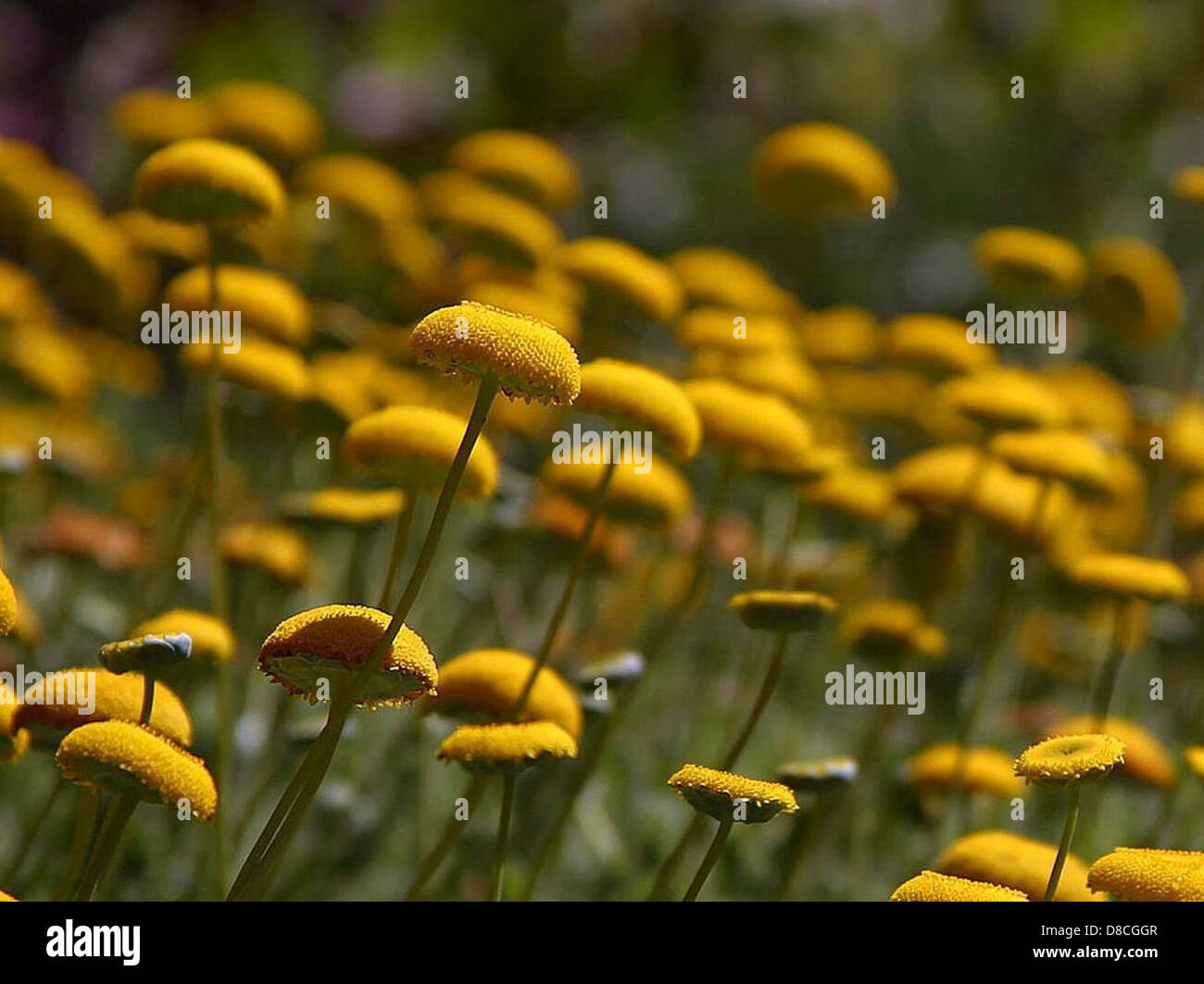 A close-up of yellow button flowers, known for their vibrant color and ...