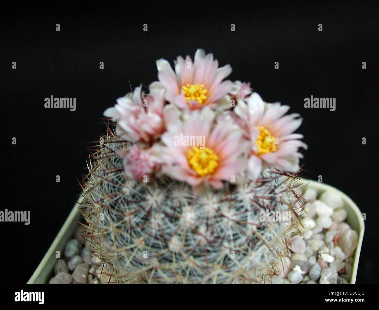 A close-up view of cacti, showcasing their unique form and texture ...