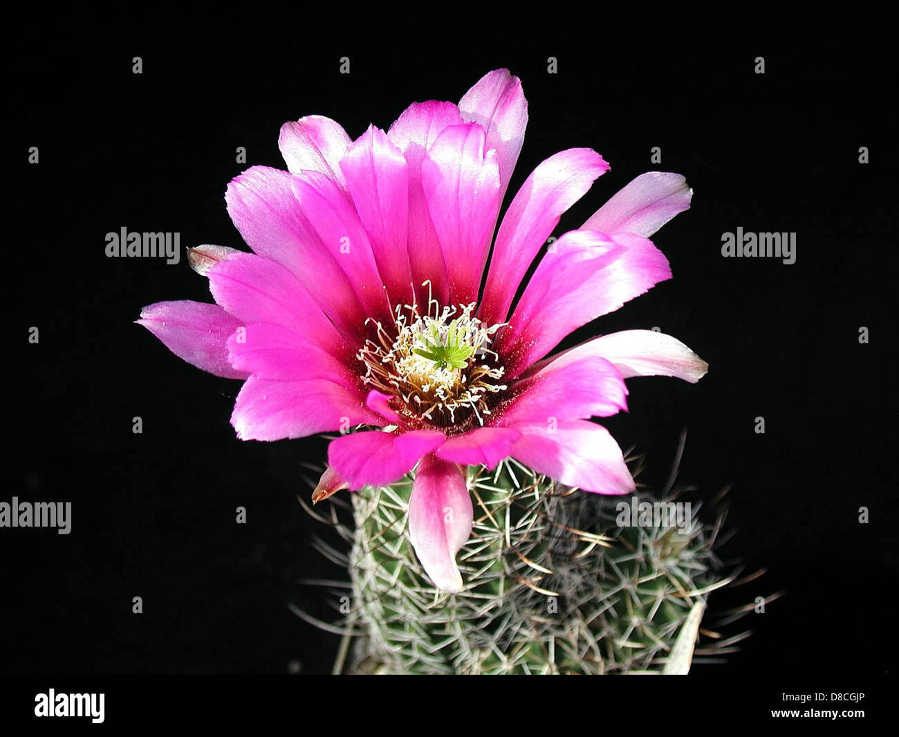 A close-up image of a cactus, highlighting the texture and details of ...