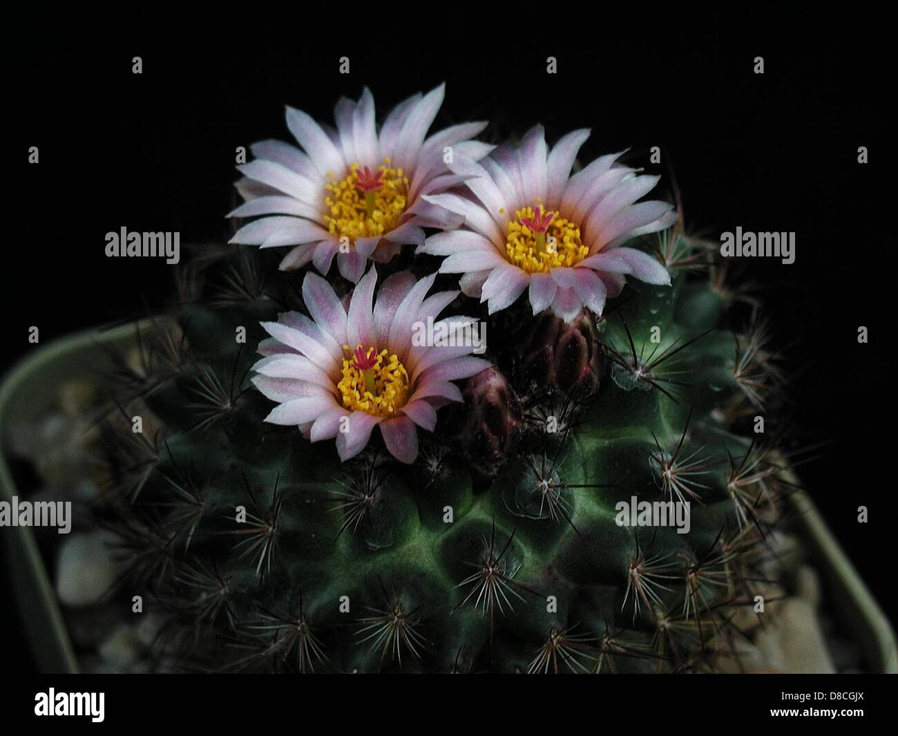 A cactus flower blooms in a dark room, contrasting against the dim ...