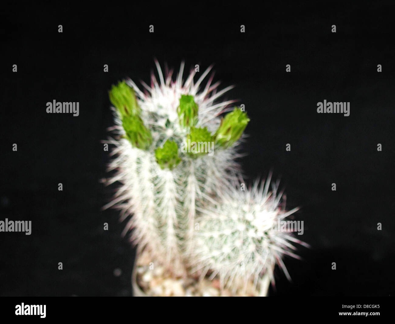 A healthy green cactus, thriving in a dry environment, showcasing its ...