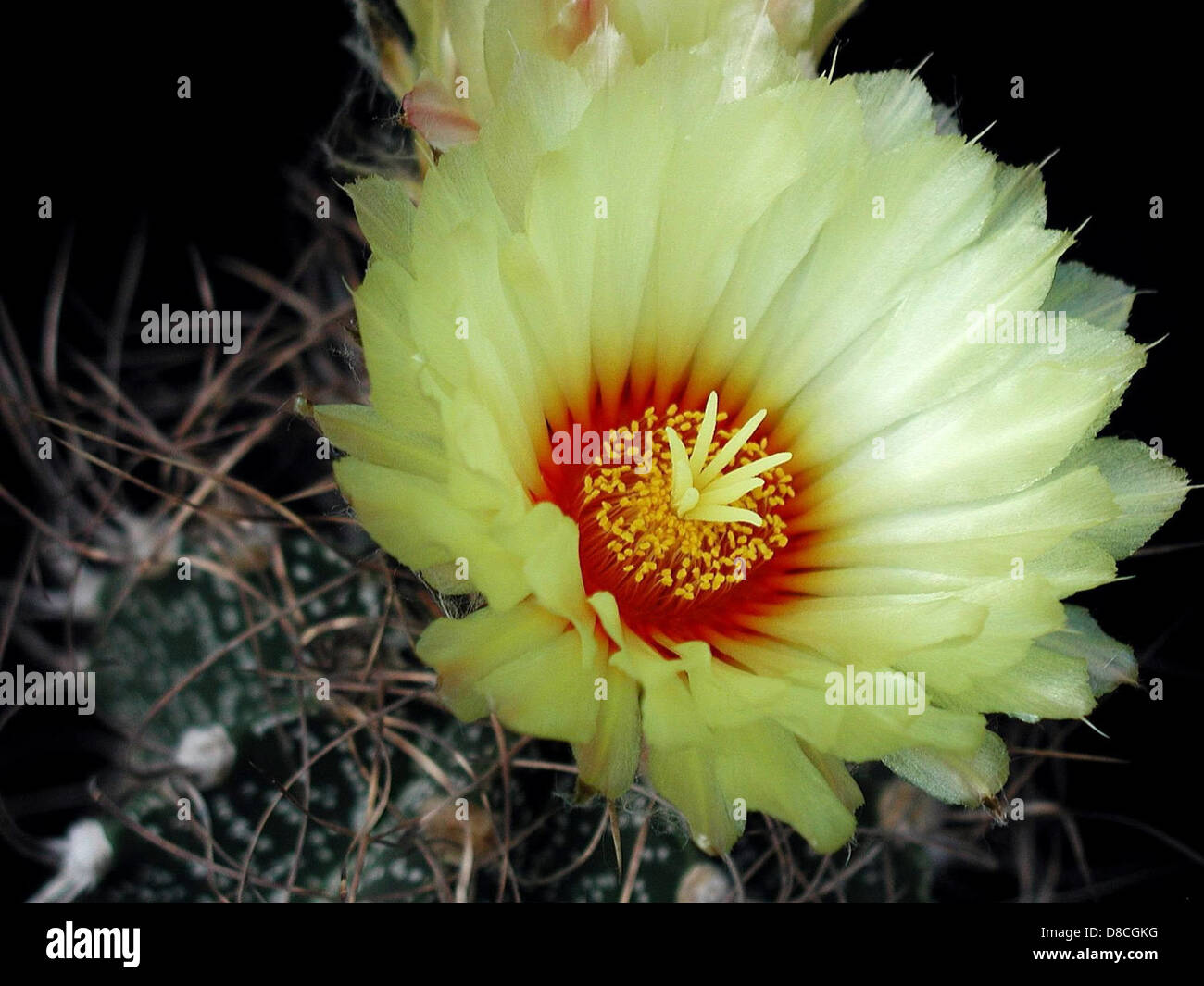 Cactus macro dark background Stock Photo - Alamy