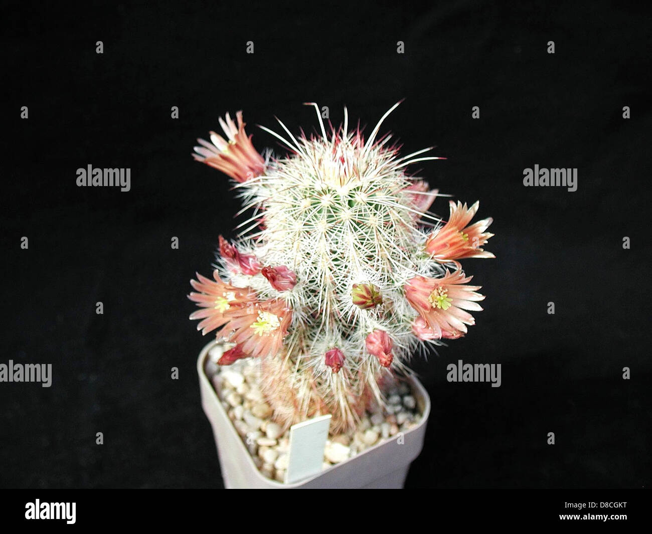Cactus macro object photo Stock Photo - Alamy