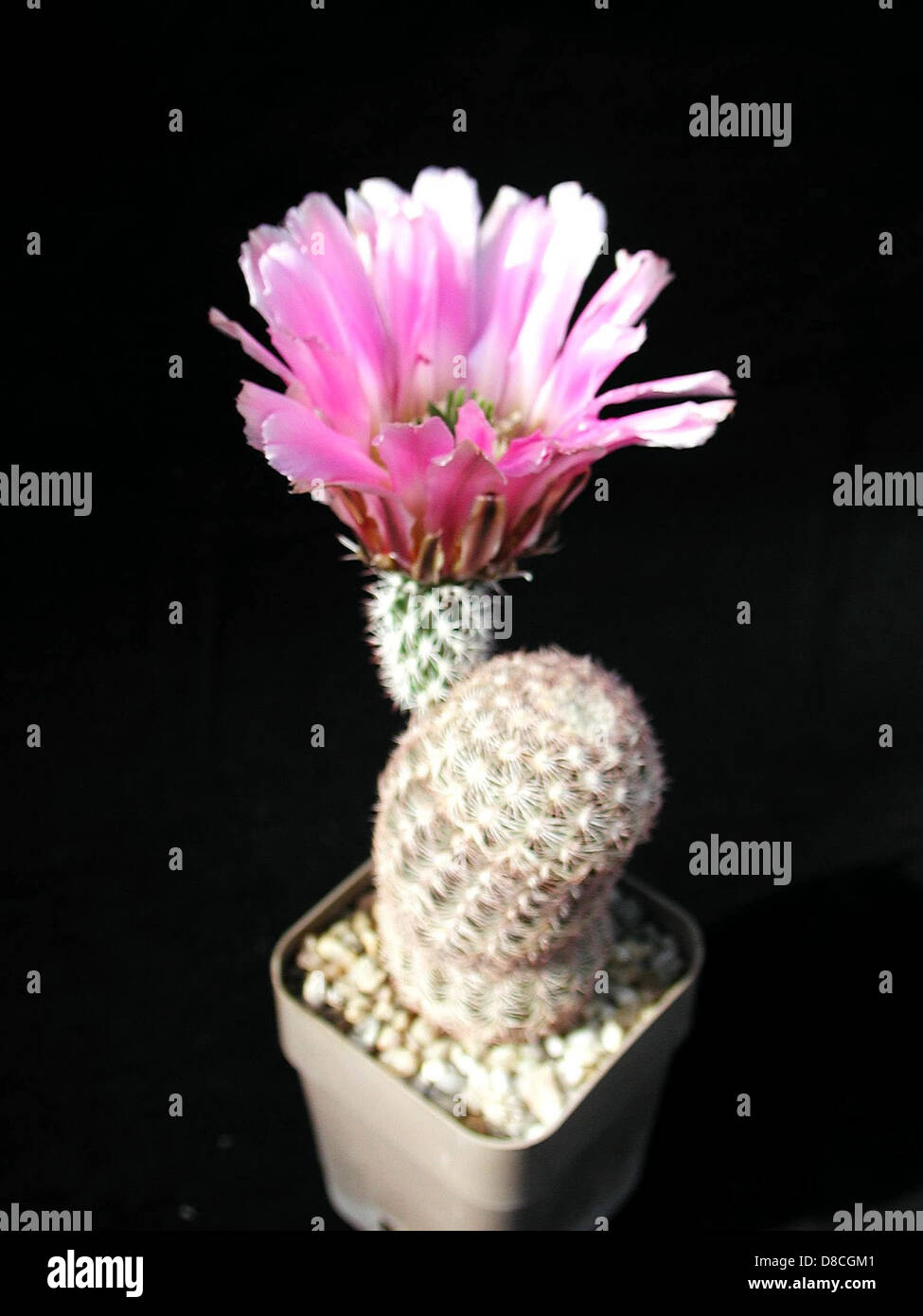A cactus placed as an object in a studio setting. The plant’s ...