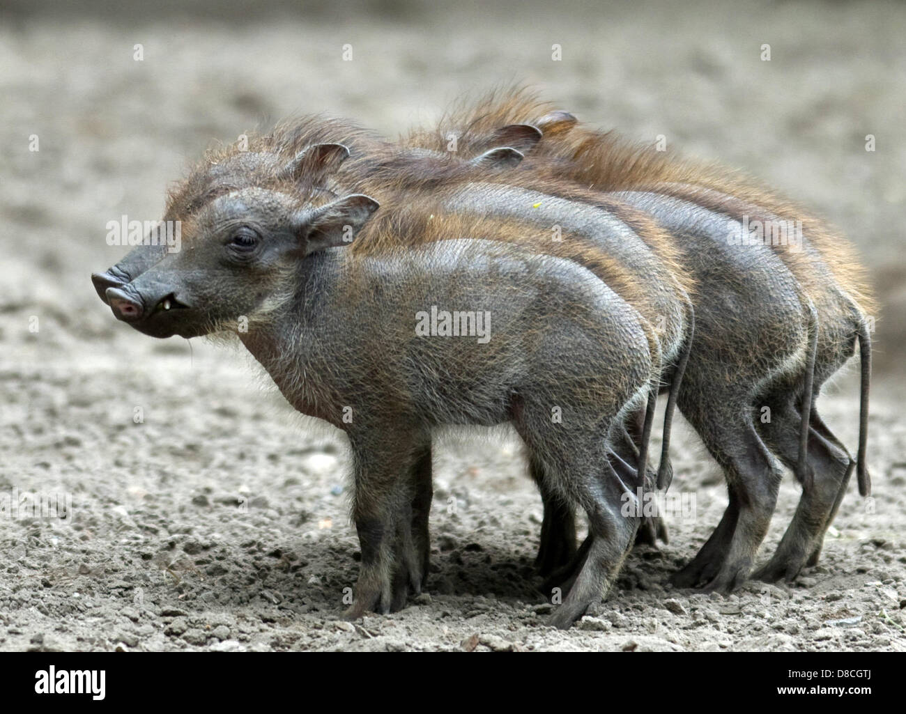 Berlin, Germany, 24 May 2013. Three warthog piglets stand next to each ...