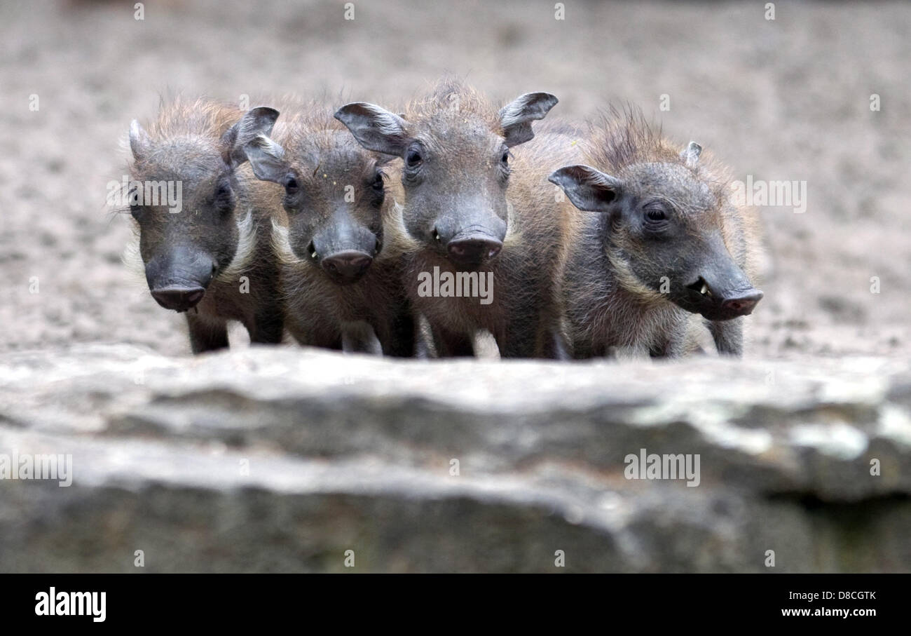 Berlin, Germany, 24 May 2013. Three warthog piglets stand next to each ...