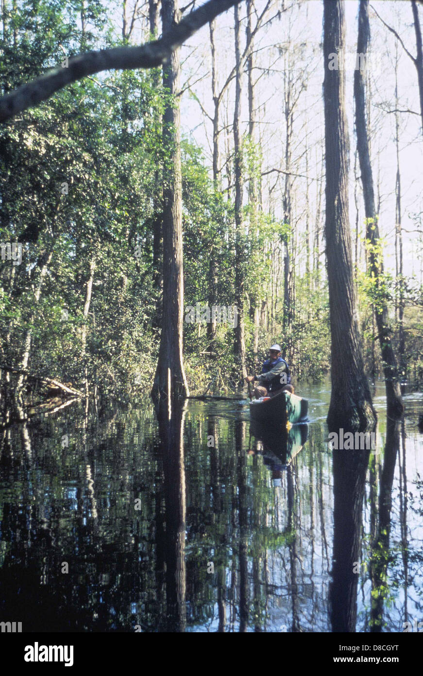 A canoe glides through the swamp water, navigating among the trees in a ...