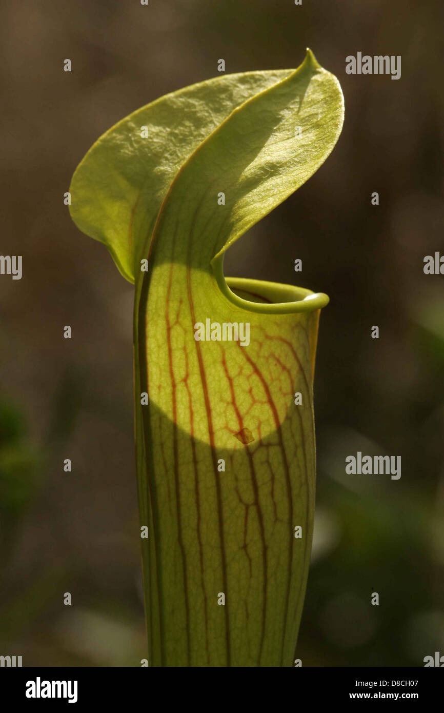 This macro photo shows a carnivorous plant, possibly a Venus flytrap or ...