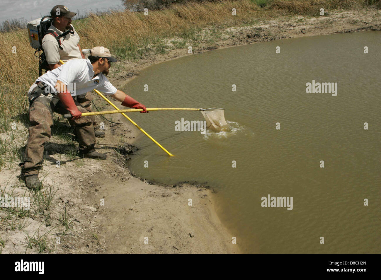 A practice of electrofishing, where electricity is used to temporarily ...