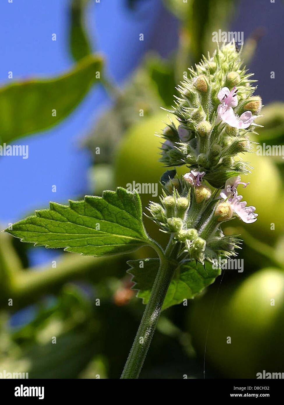 A close-up of catnip plant leaves with small white flowers blooming, a ...