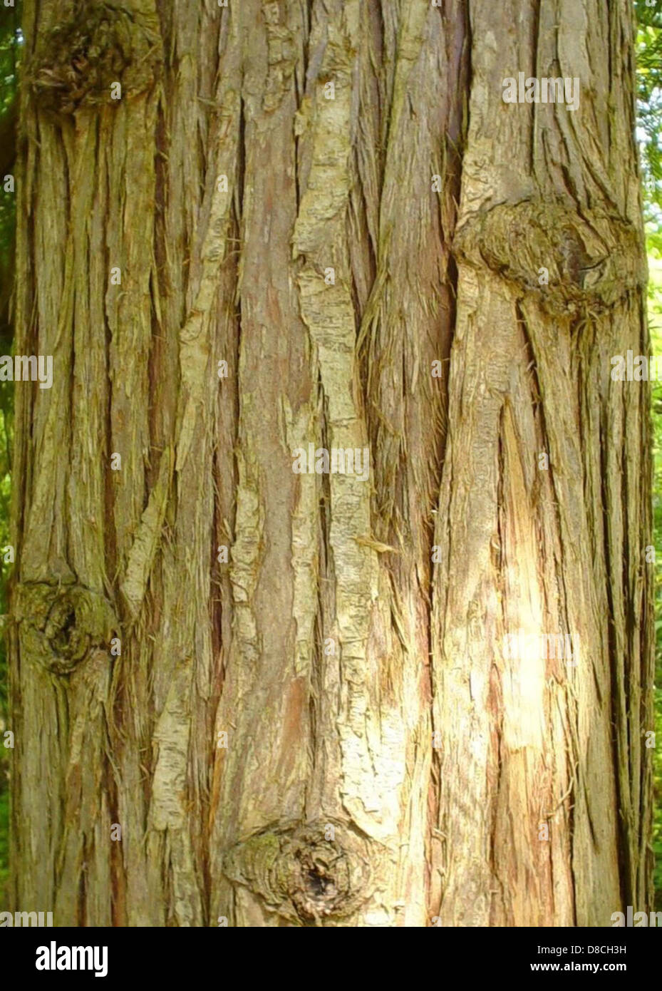 A close-up image of cedar bark, showcasing its texture and rich reddish ...
