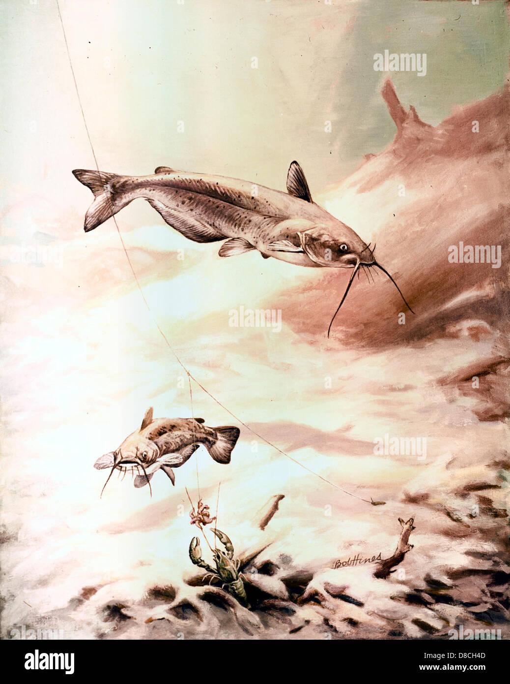 The Channel catfish, known for its long barbels and smooth skin, swims ...