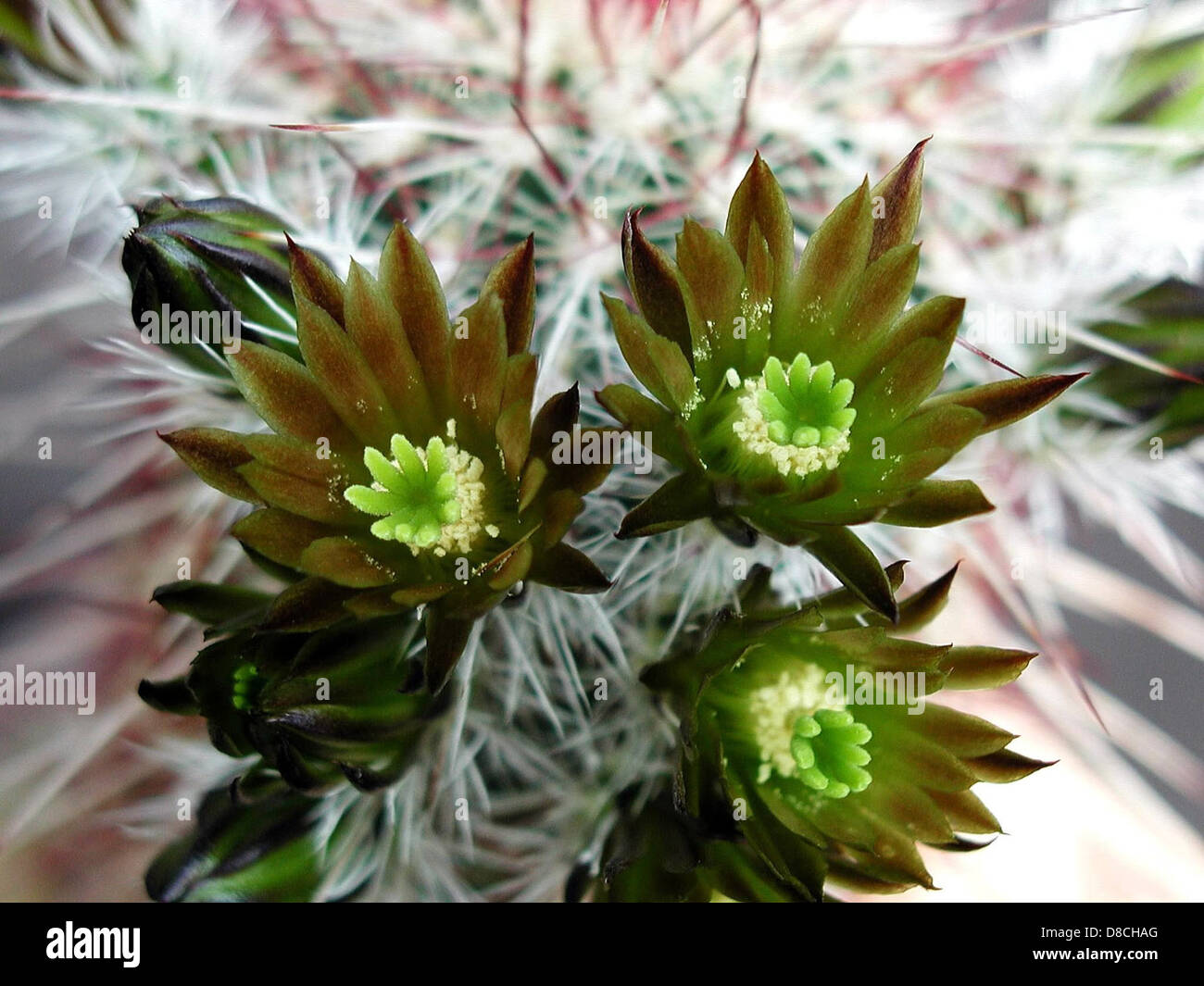 A close-up view of a cactus showing its sharp spines and unique texture. Cacti are adapted to ...
