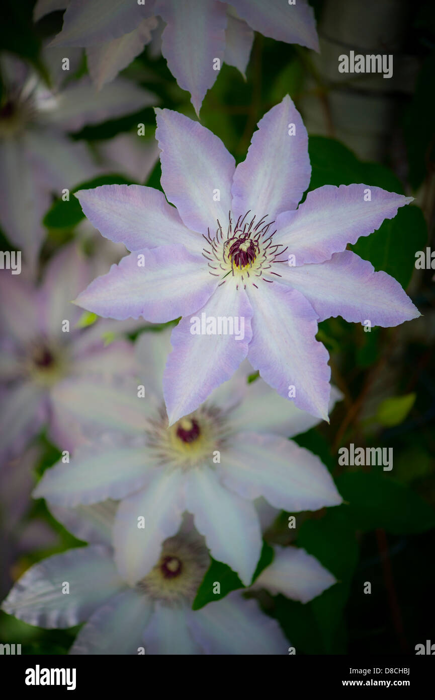 Beautiful clematis flower close hi-res stock photography and images - Alamy