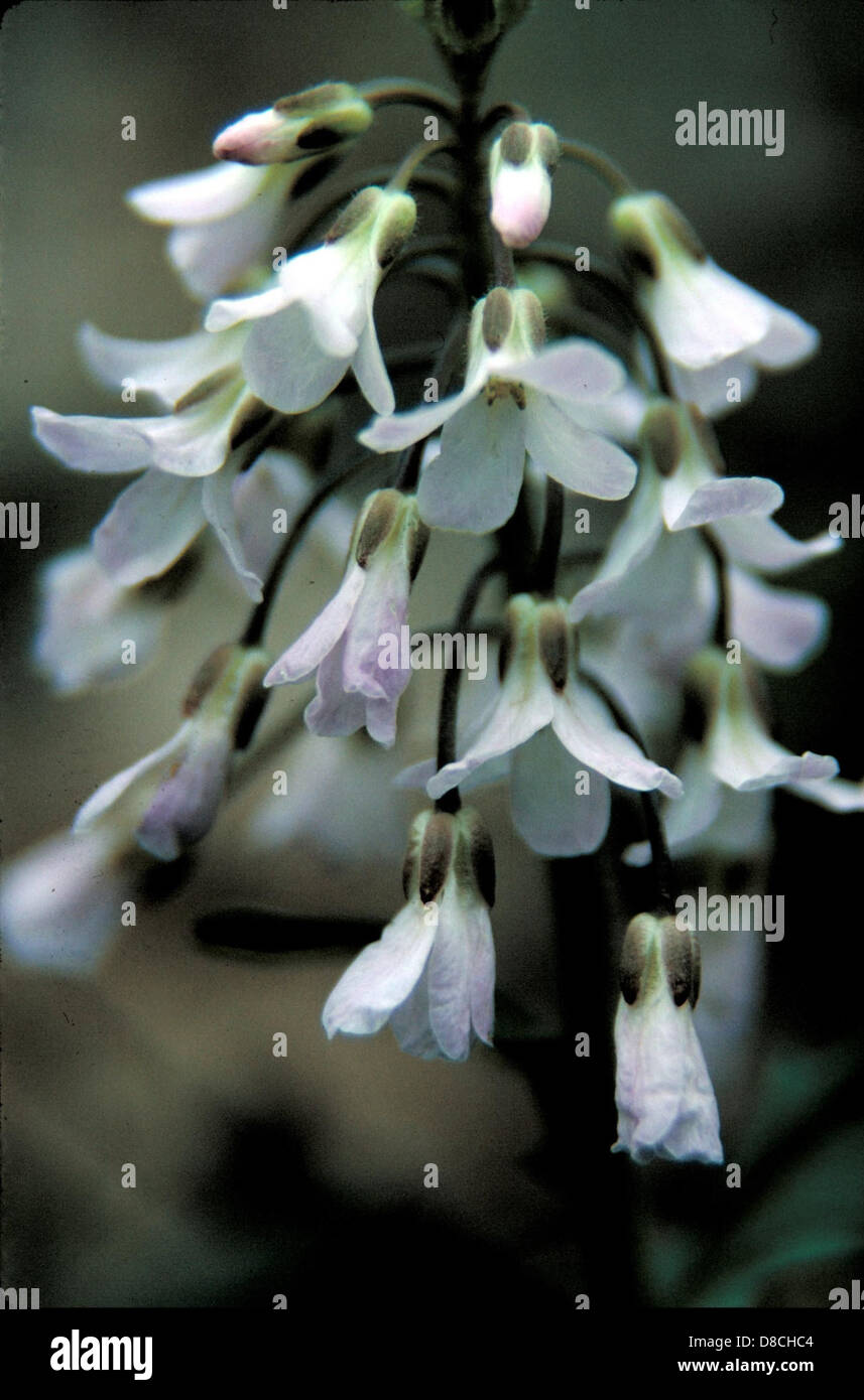 Multiple types of flowers hi-res stock photography and images - Alamy