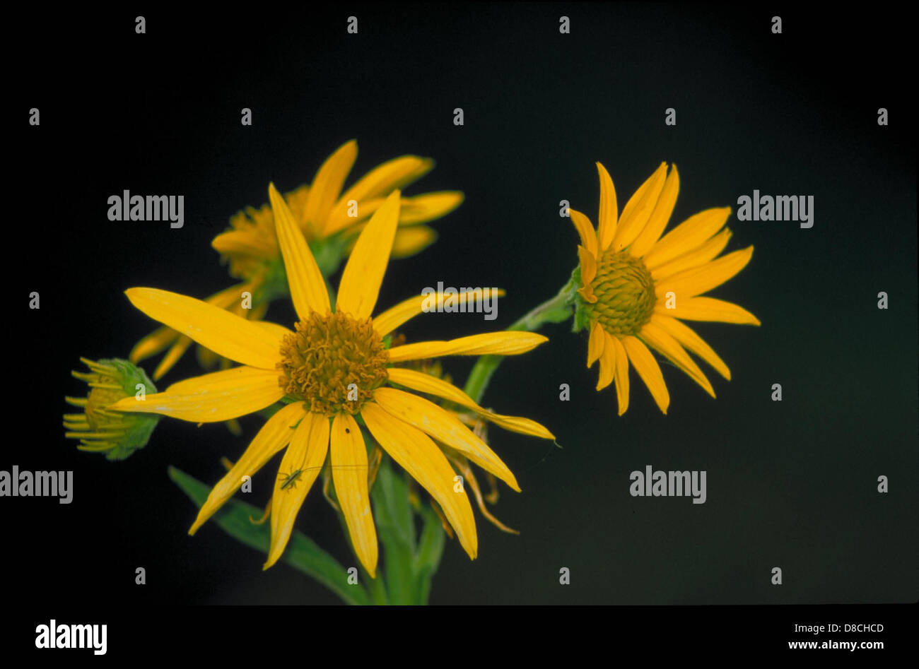 Featuring earthy tones of yellow hi-res stock photography and images ...