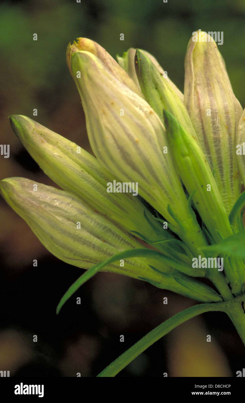 Stages of flower hi-res stock photography and images - Alamy