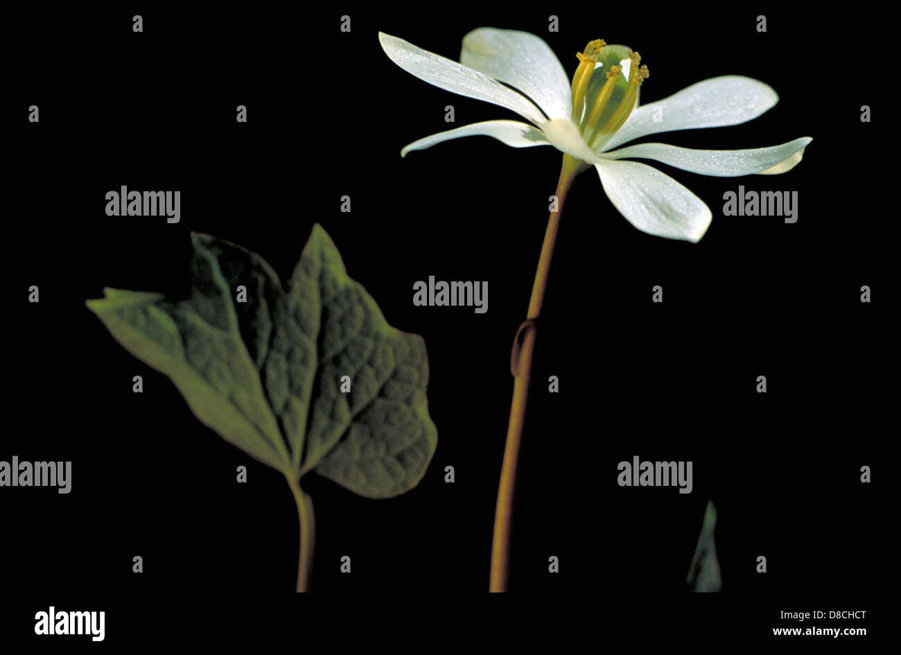 Twinleaf hi-res stock photography and images - Alamy