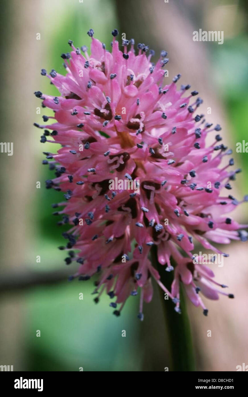 Swamp delicate pink flowers hi-res stock photography and images - Alamy