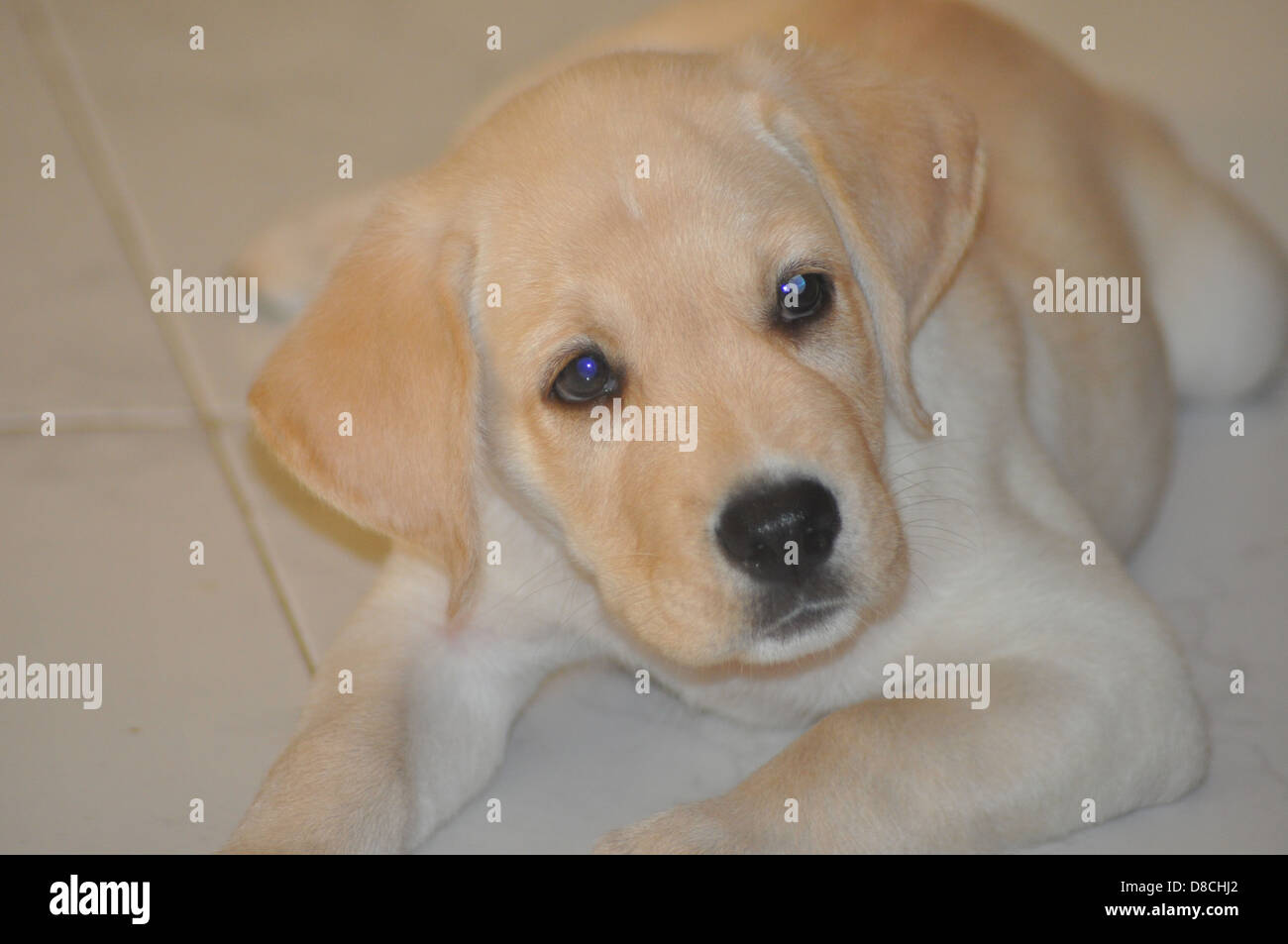 An angry labrador pup Stock Photo - Alamy