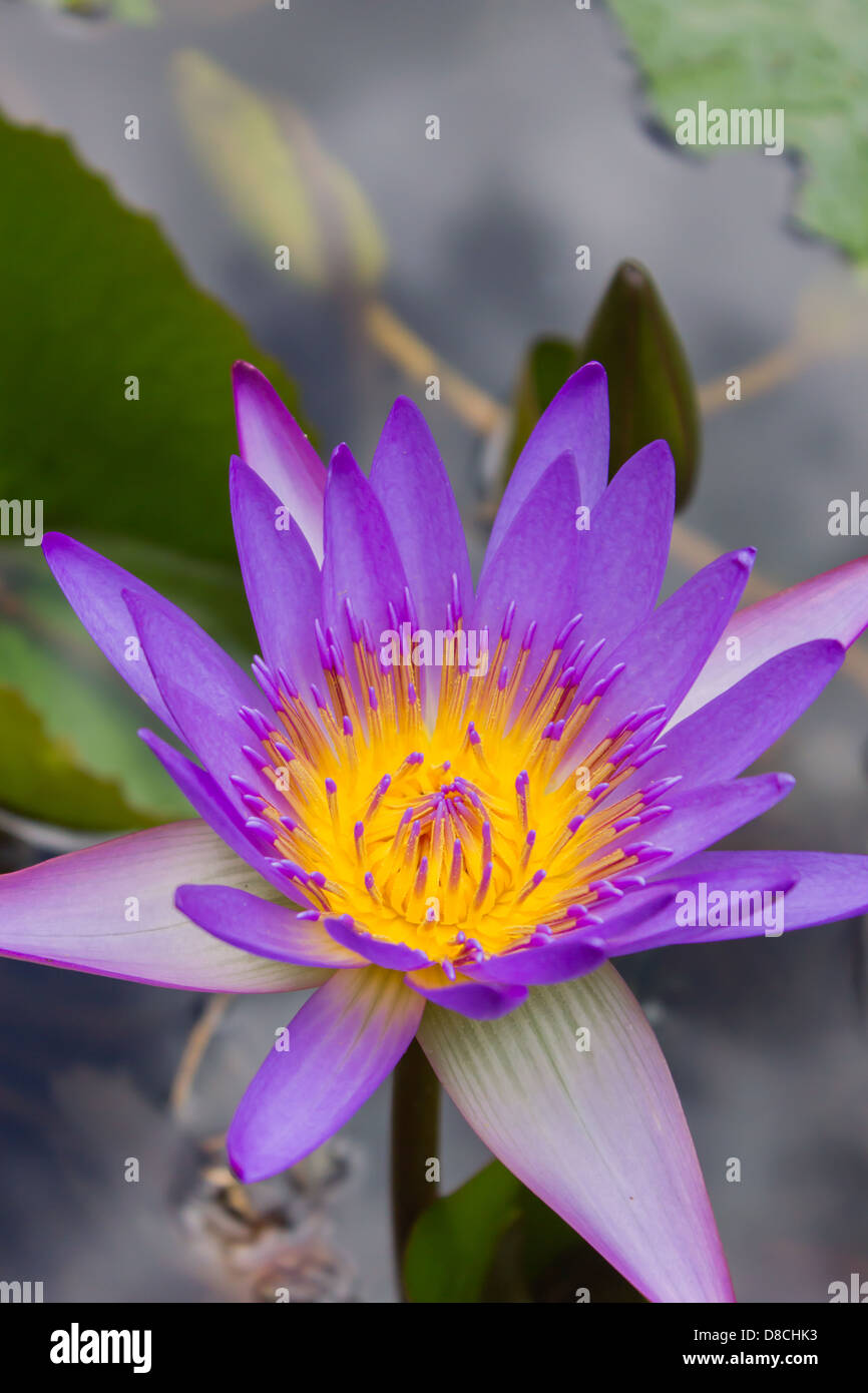 Water lily in pond Stock Photo - Alamy
