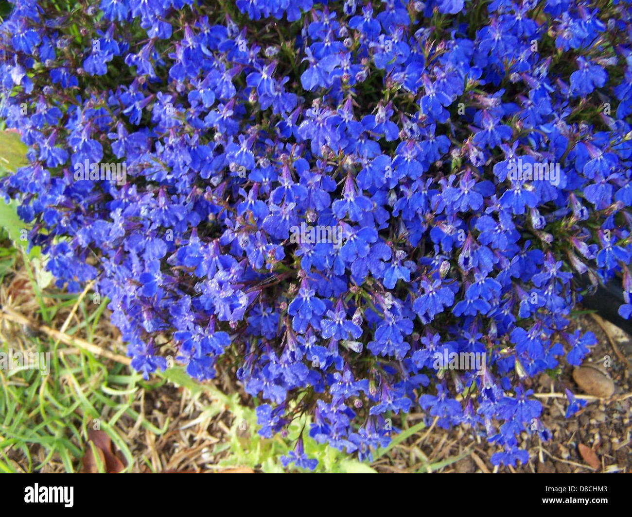 A clump of vibrant blue flowers growing together in a natural setting ...