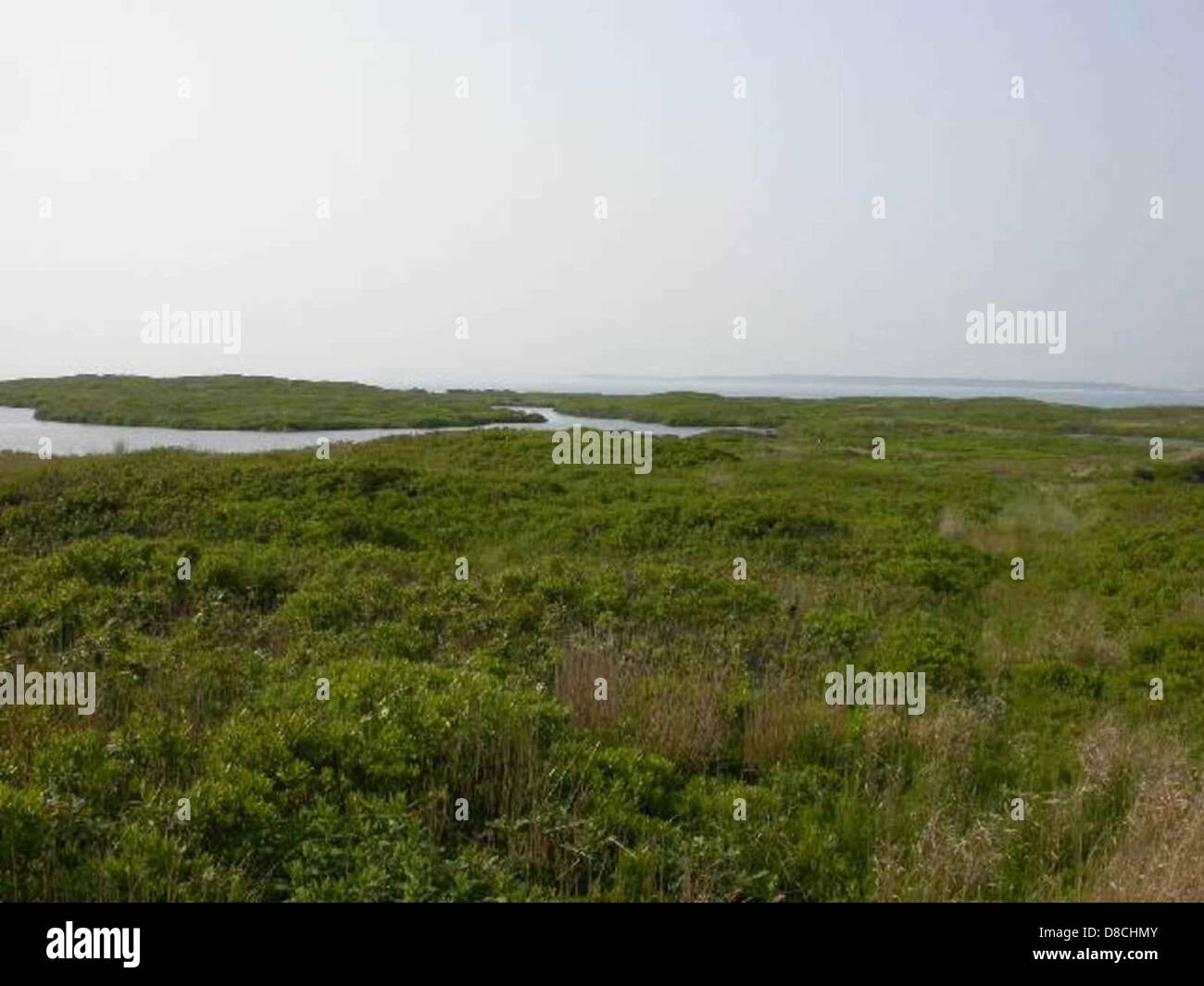 A variety of plants and grasses growing in a coastal marsh environment ...