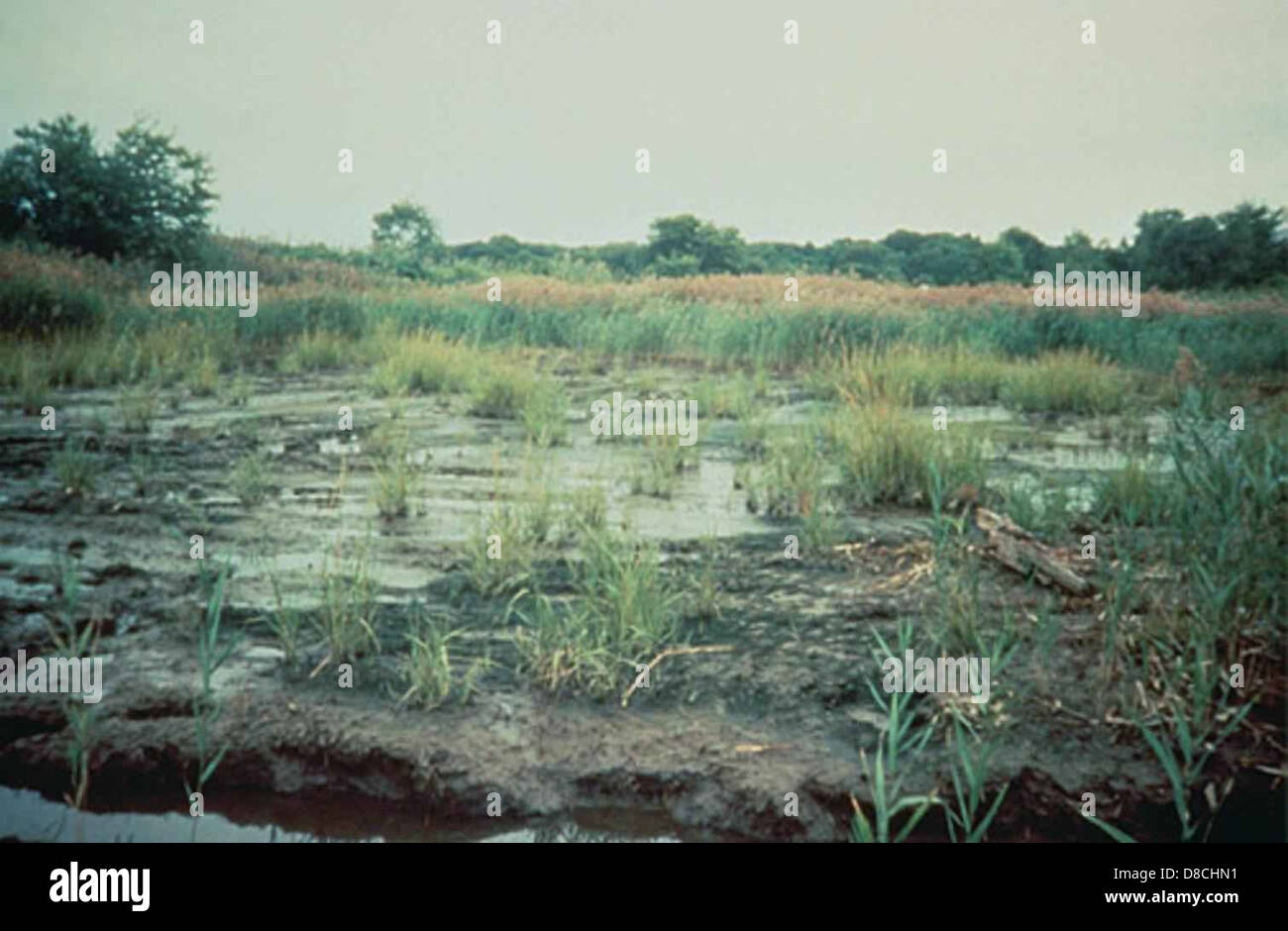 This image features a scenic view of a coastal marsh, an ecosystem that ...