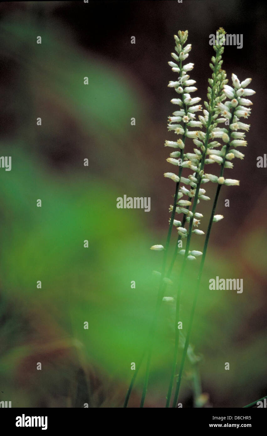 Colic root flower Stock Photo - Alamy