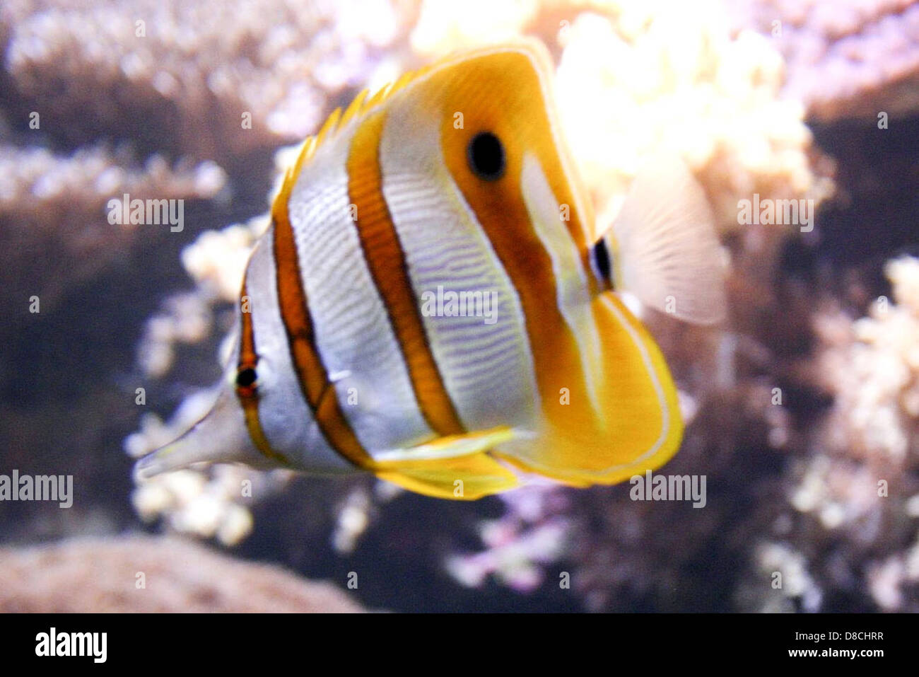 Colored underwater life Stock Photo - Alamy