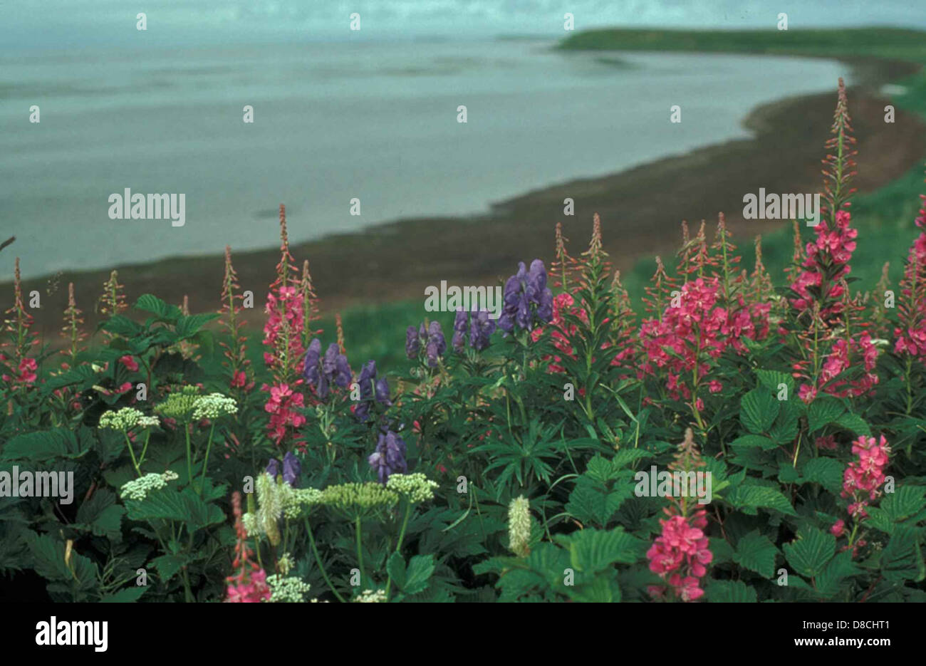 Vibrant bursts of colors hi-res stock photography and images - Alamy