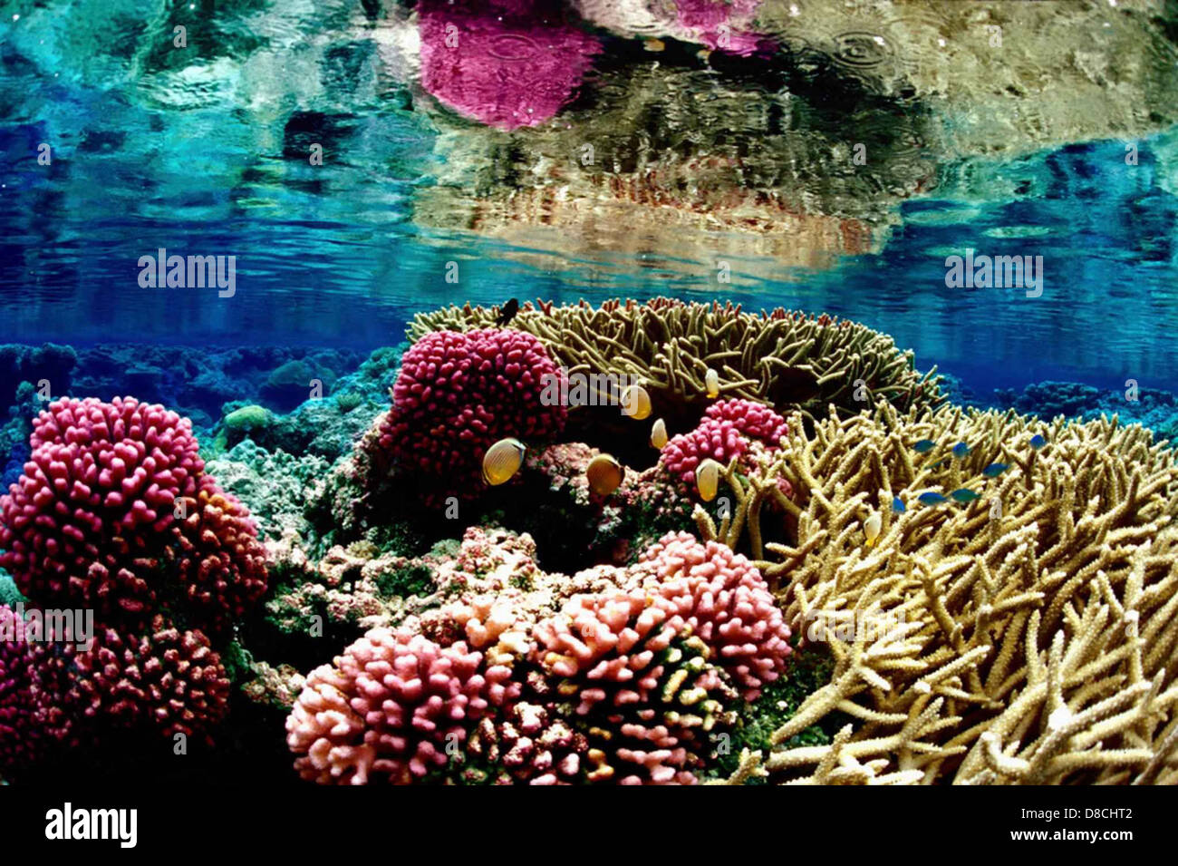 Colorful underwater landscape of a coral reef Stock Photo - Alamy