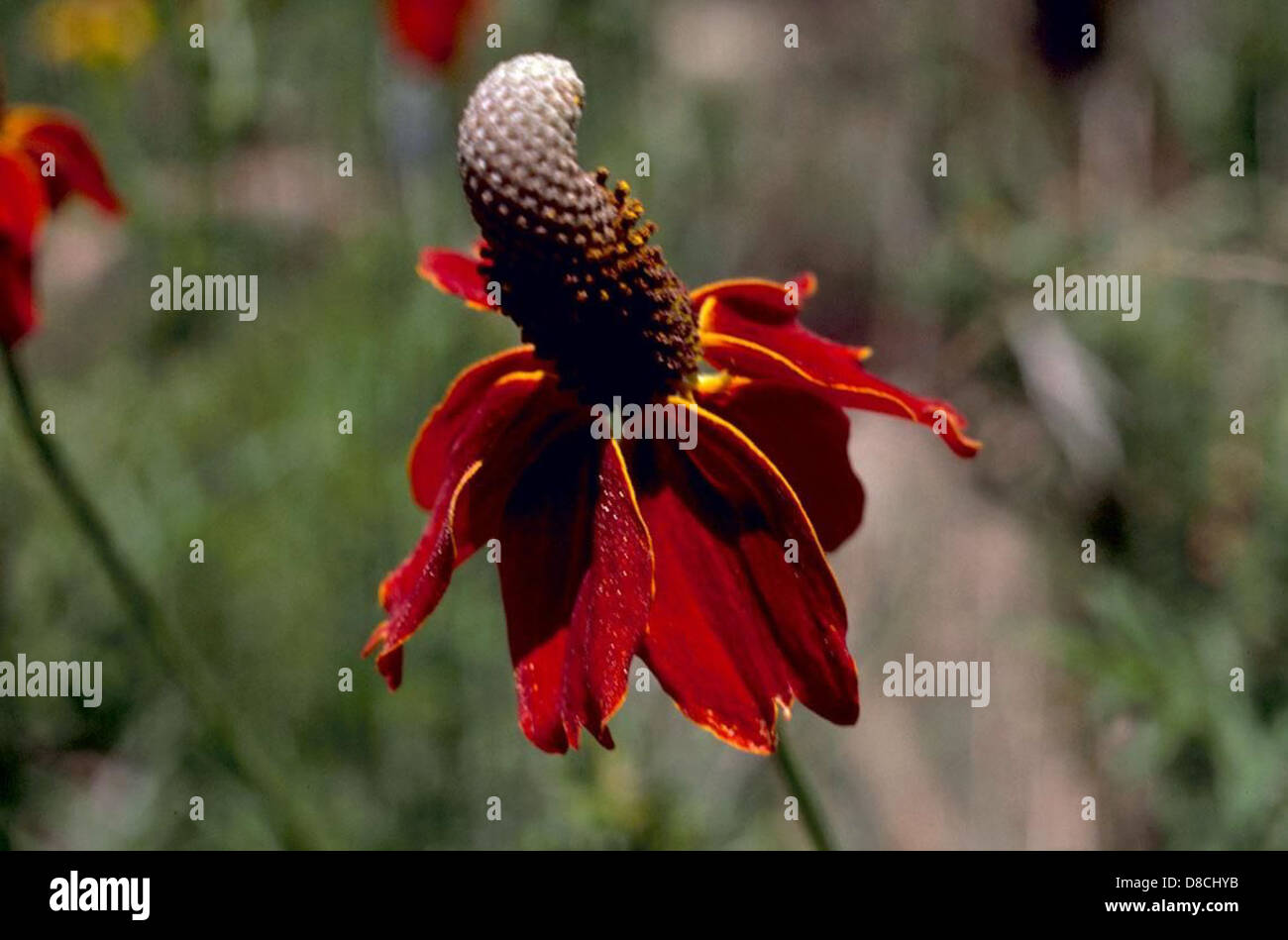 This image shows the detailed petals of a coneflower in full bloom ...
