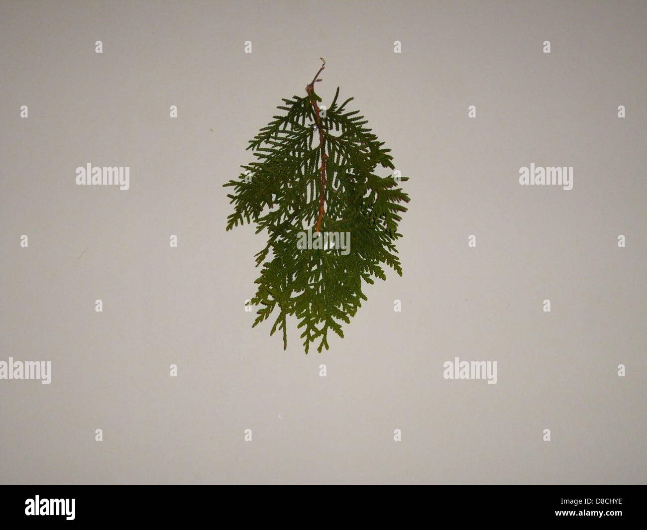 A close-up view of conifer leaves on a branch, showcasing the needle ...