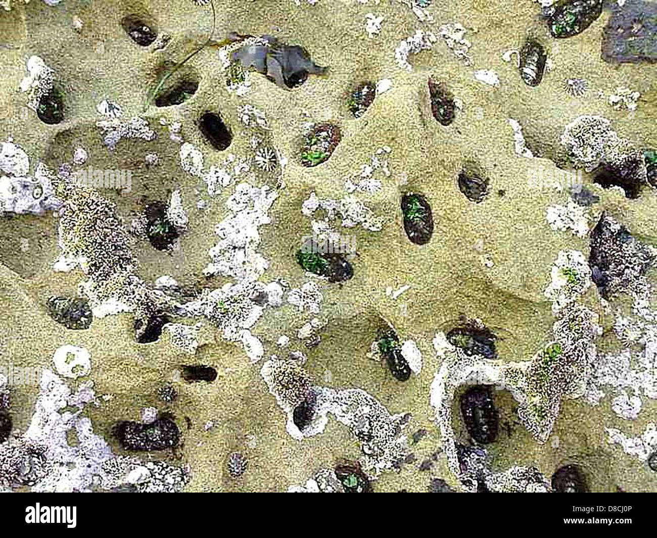 Colorful coral reef teeming hi-res stock photography and images - Alamy