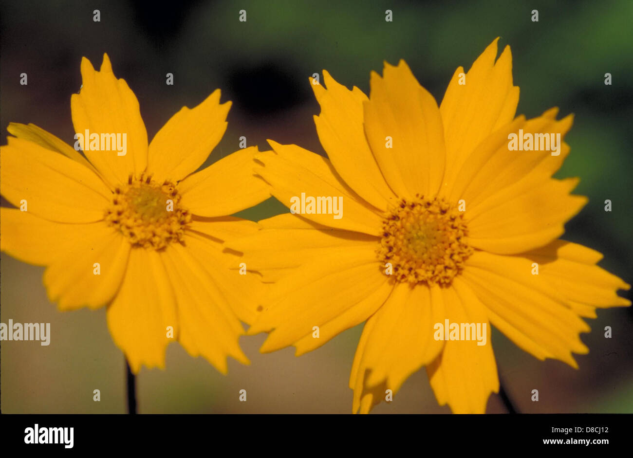 Garden flowering yellow coreopsis hi-res stock photography and images ...