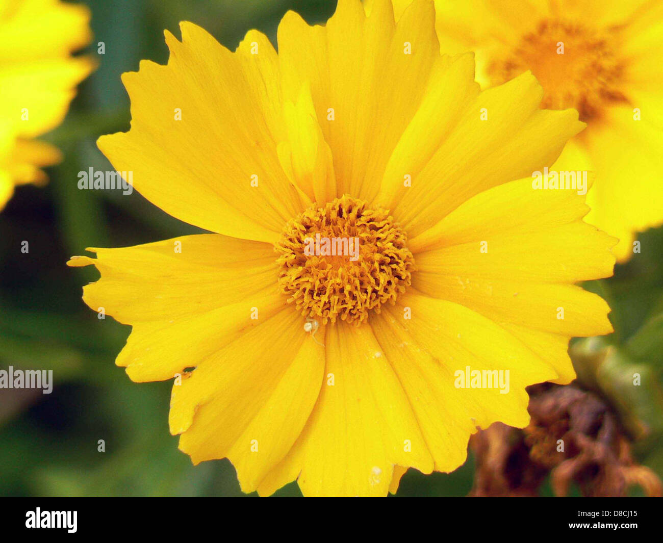 Coreopsis gladiata flwer plant petals Stock Photo - Alamy
