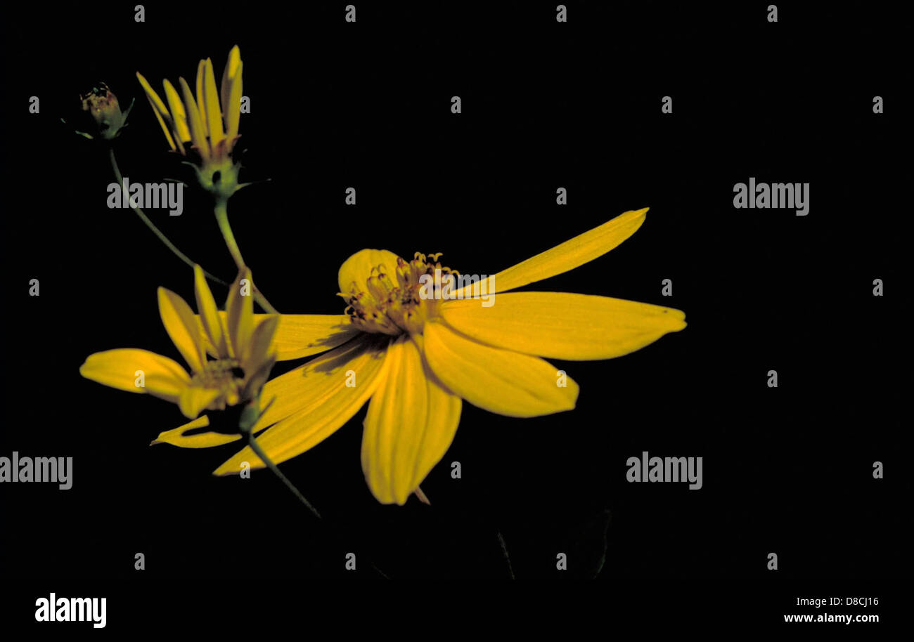 Garden flowering yellow coreopsis hi-res stock photography and images ...