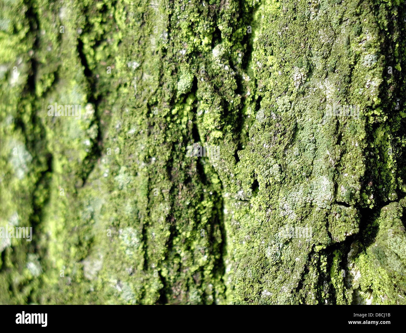 This image illustrates a close-up view of a cortex texture, typically ...