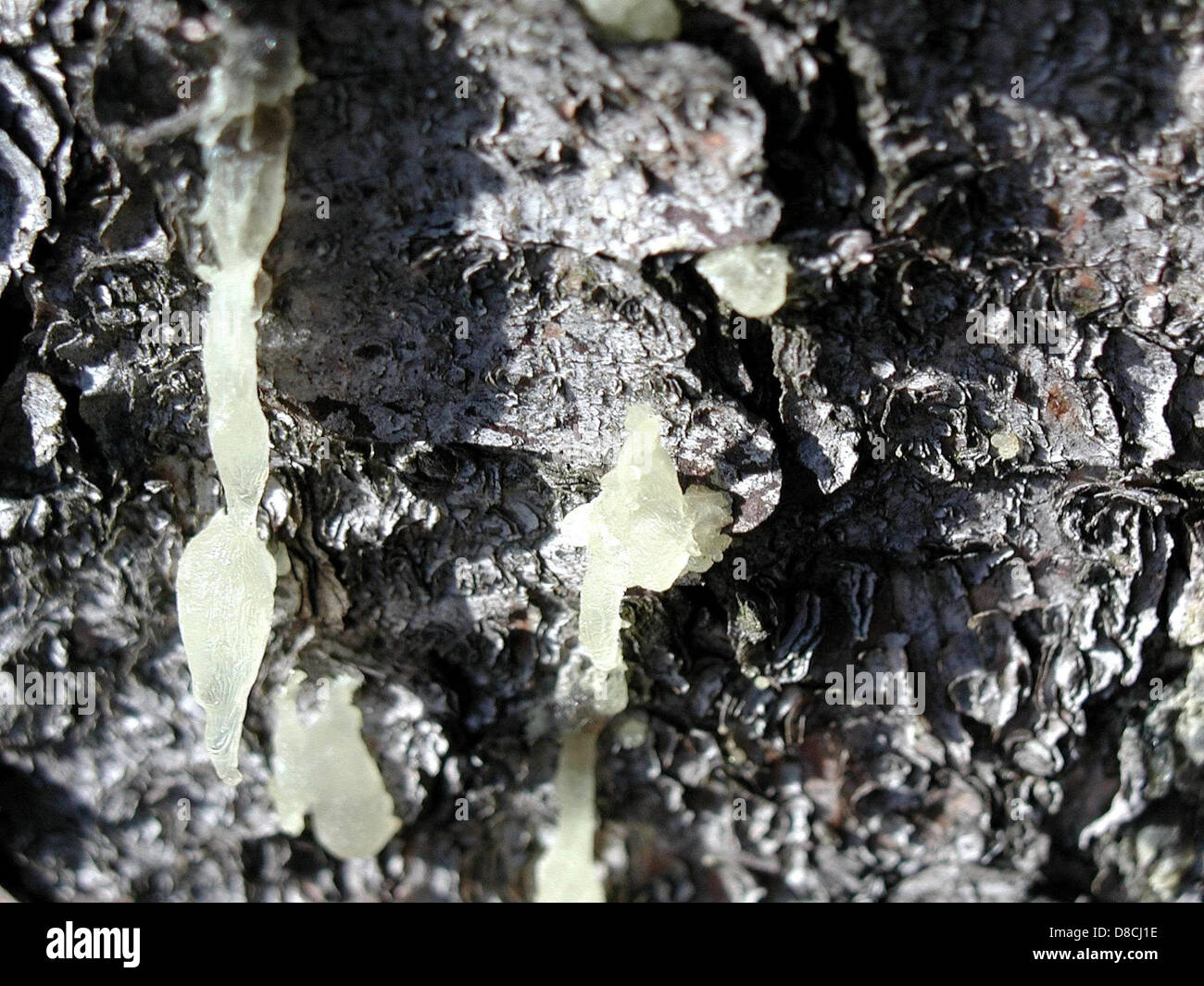 A close-up view of cortex texture, displaying intricate details of the ...