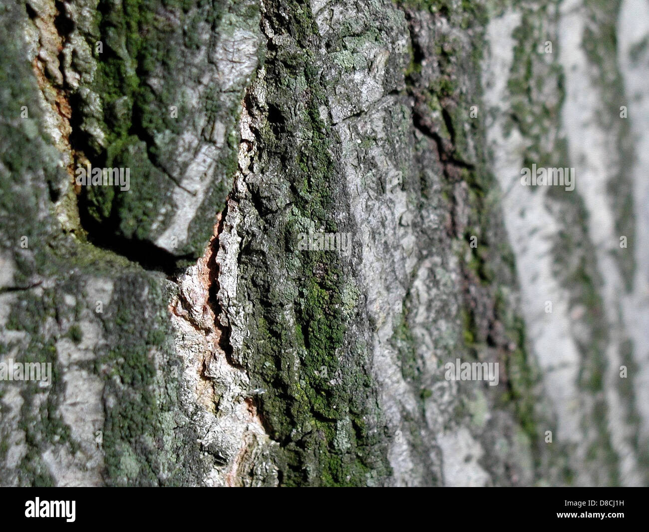 A close-up shot of cortex wood, highlighting the detailed texture and ...