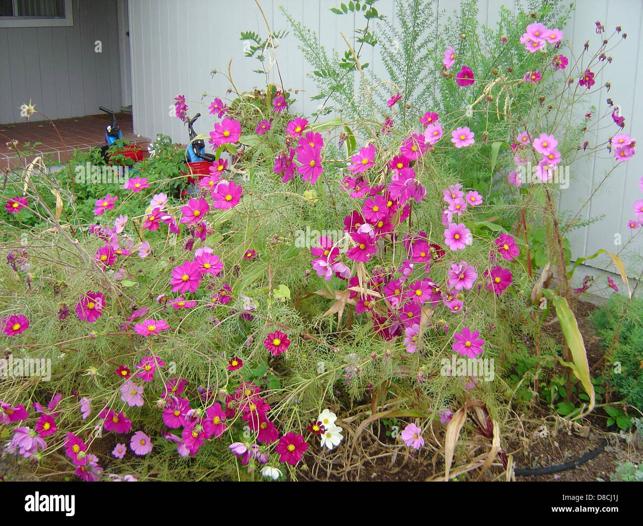A cluster of cosmos flowers growing in a garden, with delicate petals ...