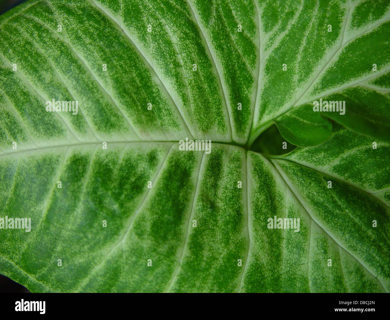 Cream colored leaf patterns hi-res stock photography and images - Alamy